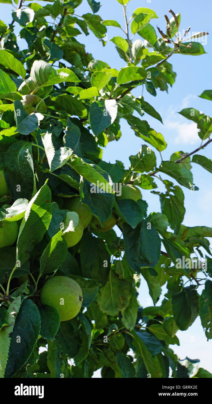 apple tree in altes land in germany Stock Photo - Alamy