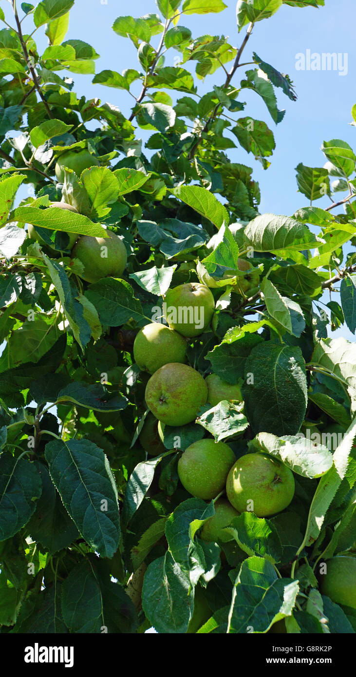 apple tree in altes land in germany Stock Photo - Alamy