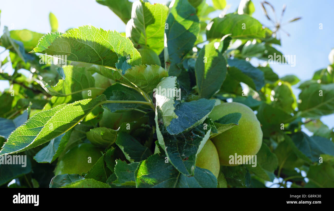 apple tree in altes land in germany Stock Photo - Alamy