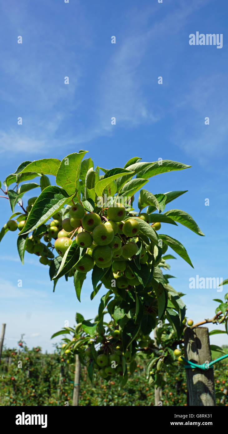 apple tree in altes land in germany Stock Photo - Alamy