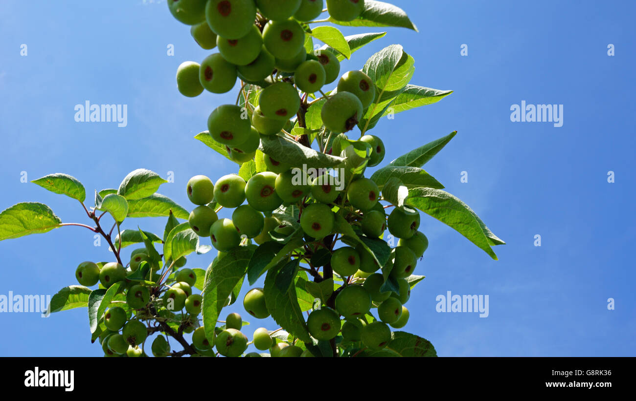 apple tree in altes land in germany Stock Photo - Alamy
