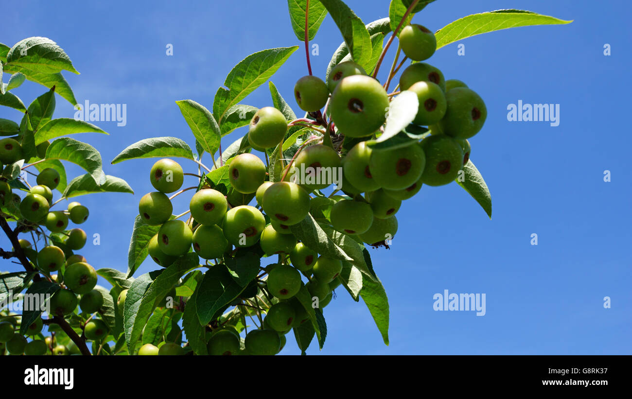 apple tree in altes land in germany Stock Photo - Alamy