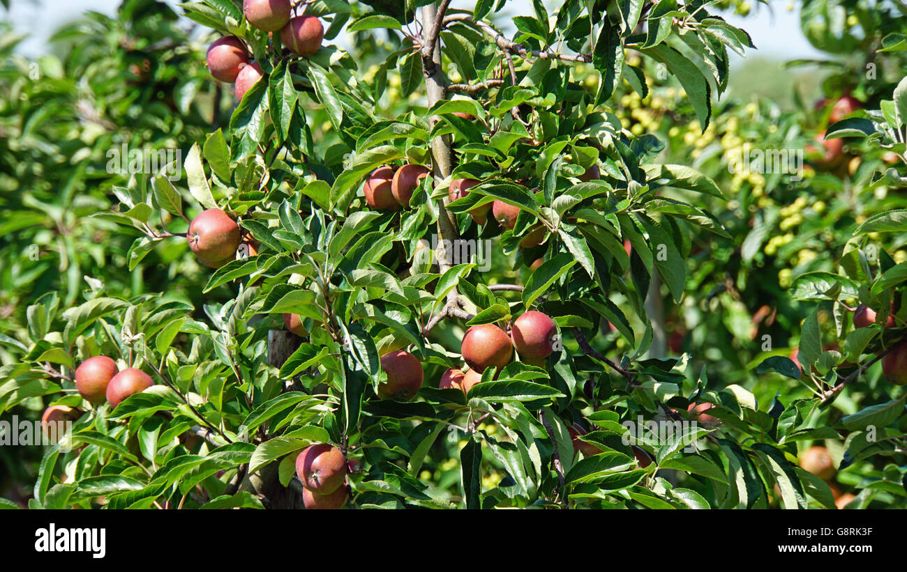 apple tree in altes land in germany Stock Photo - Alamy