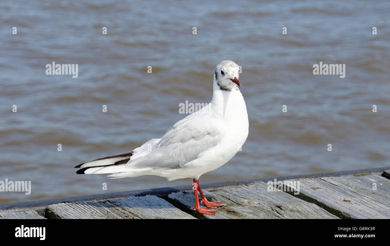 Gull sitting on pier hi-res stock photography and images - Alamy