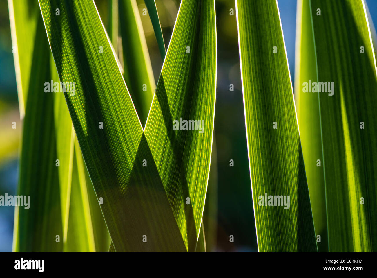 Green spring hi-res stock photography and images - Alamy