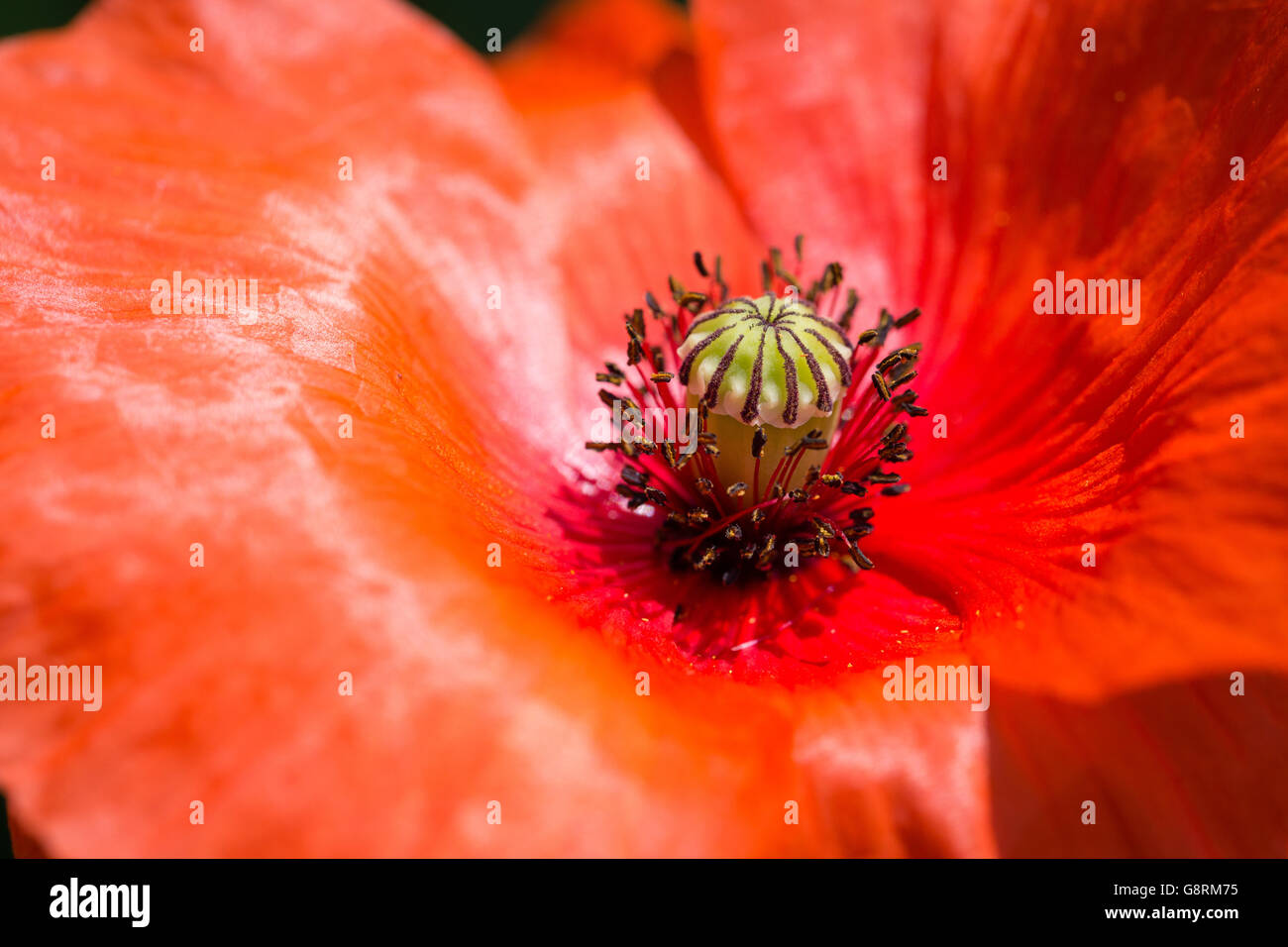 Corn Poppy Illustration High Resolution Stock Photography and Images ...