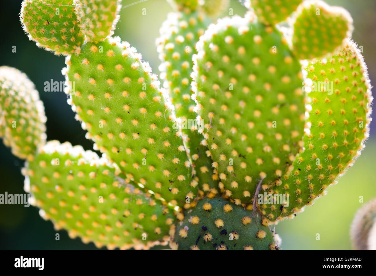macro detail of Quills prickly cactus spines Stock Photo - Alamy