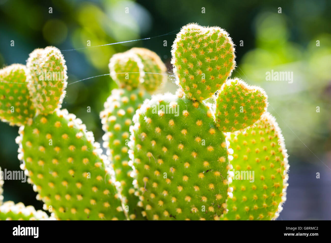 White green spiky cactus hi-res stock photography and images - Alamy