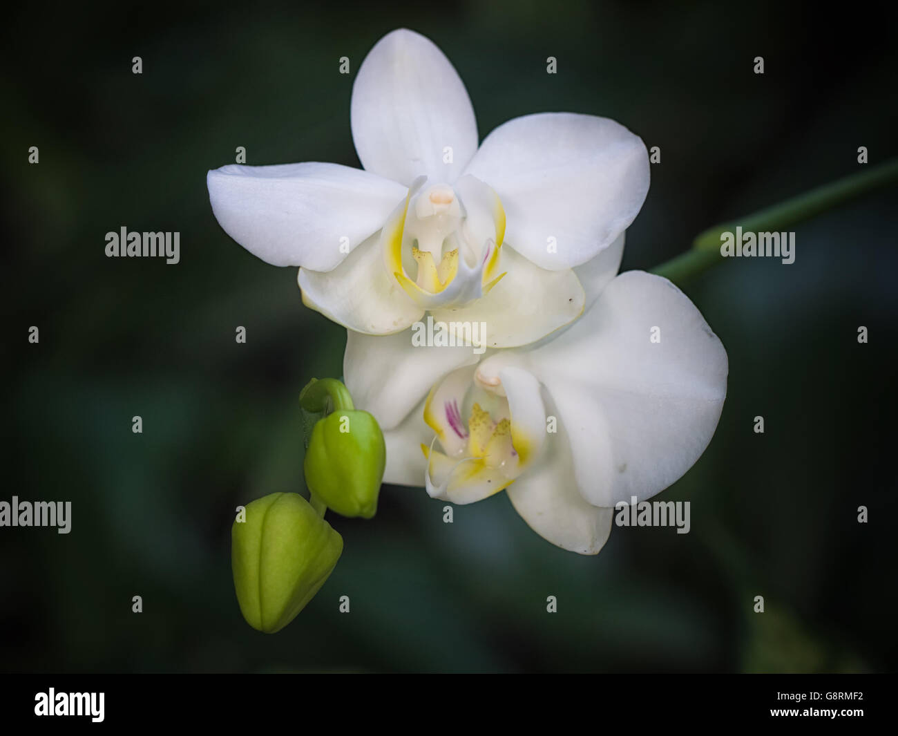 Delicate white orchid in a botanical garden Stock Photo - Alamy