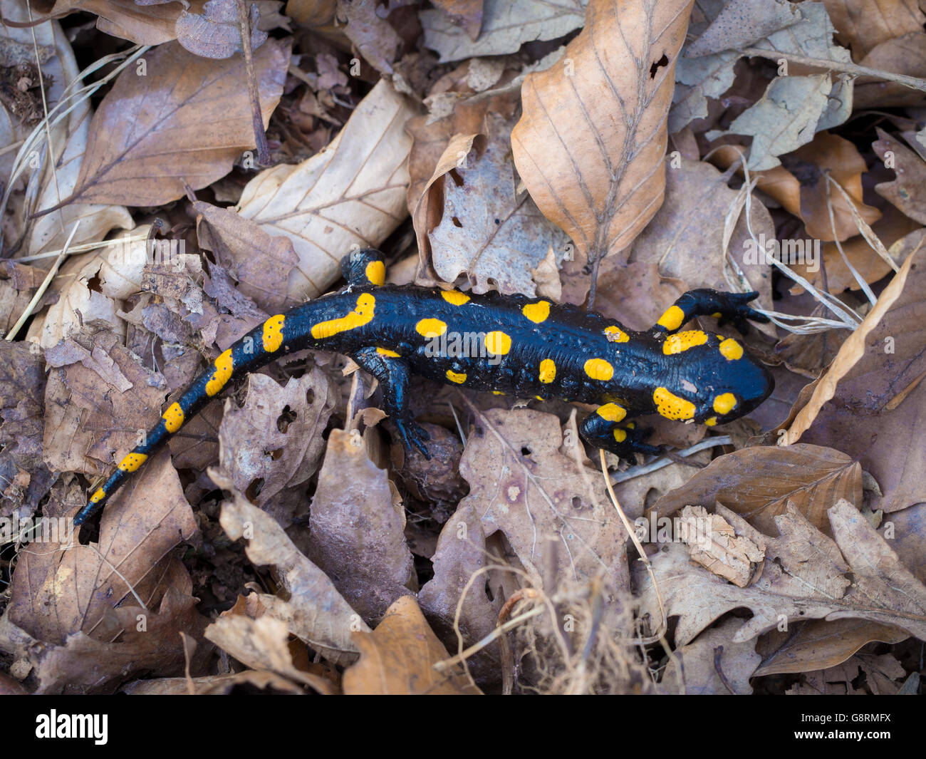 Orange fire salamander salamandra salamandra hi-res stock photography ...
