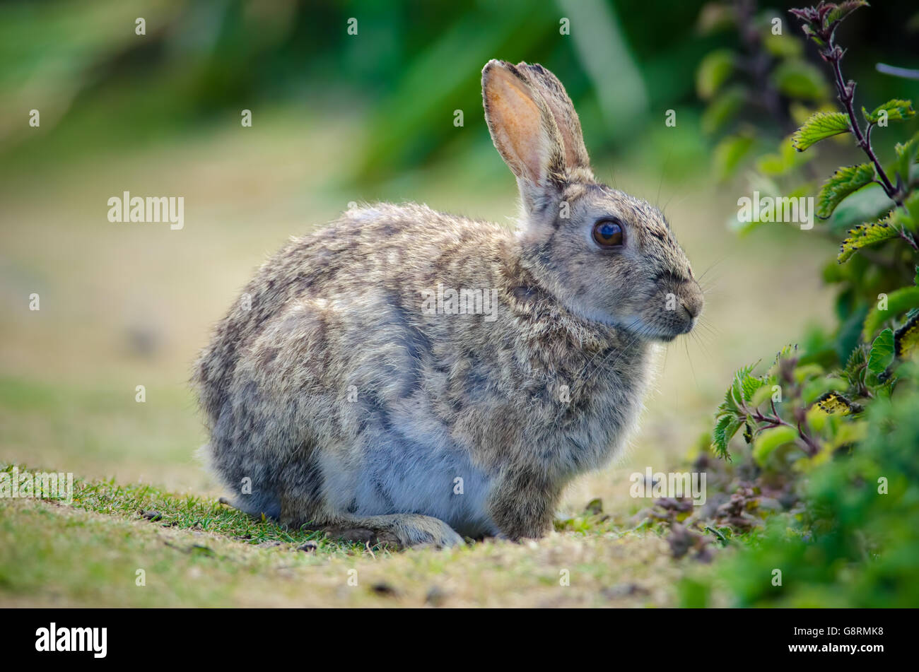 European Rabbit (Oryctolagus cuniculus Stock Photo - Alamy