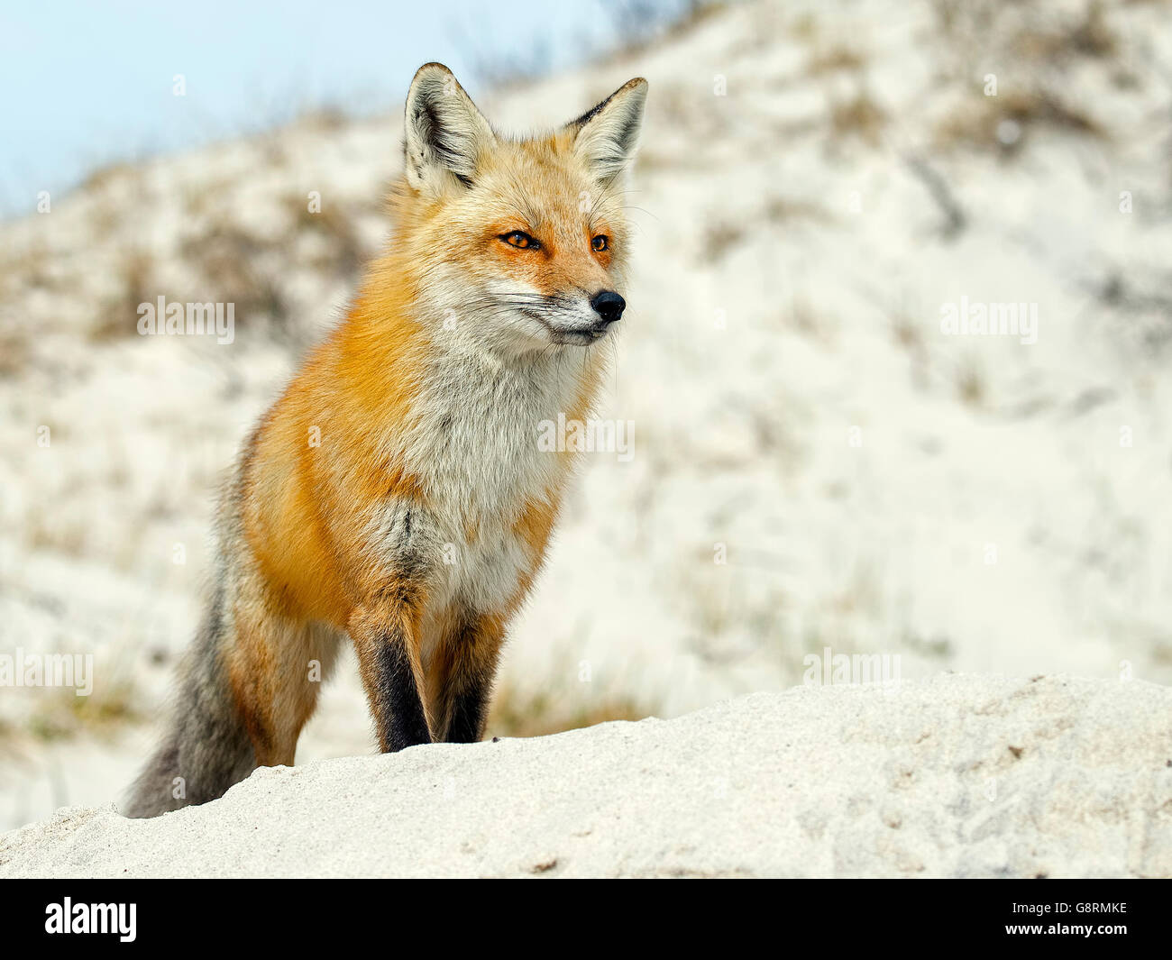 Fox beach hi-res stock photography and images - Alamy