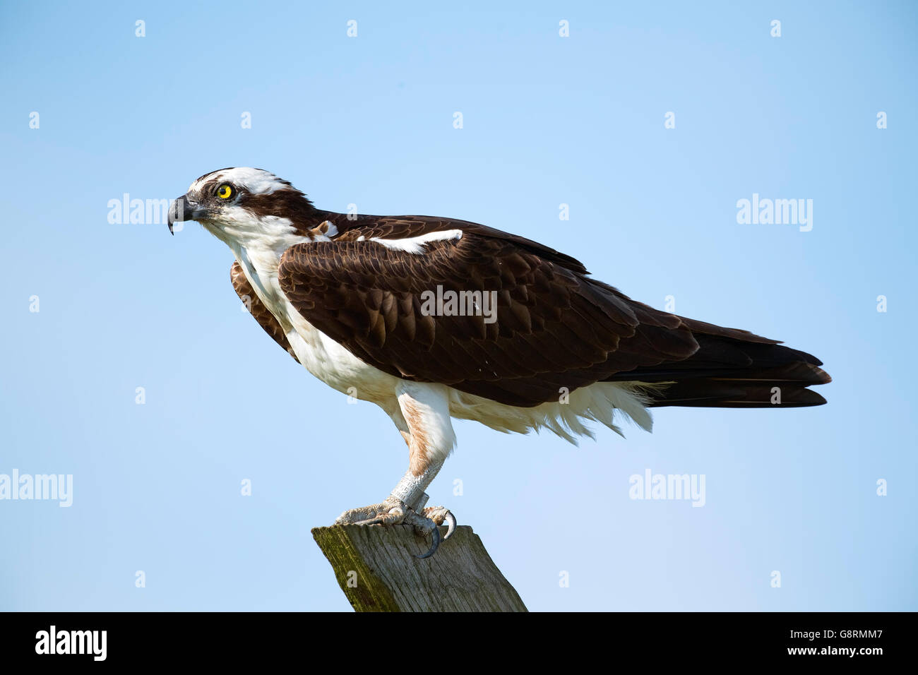 Osprey on hi-res stock photography and images - Alamy