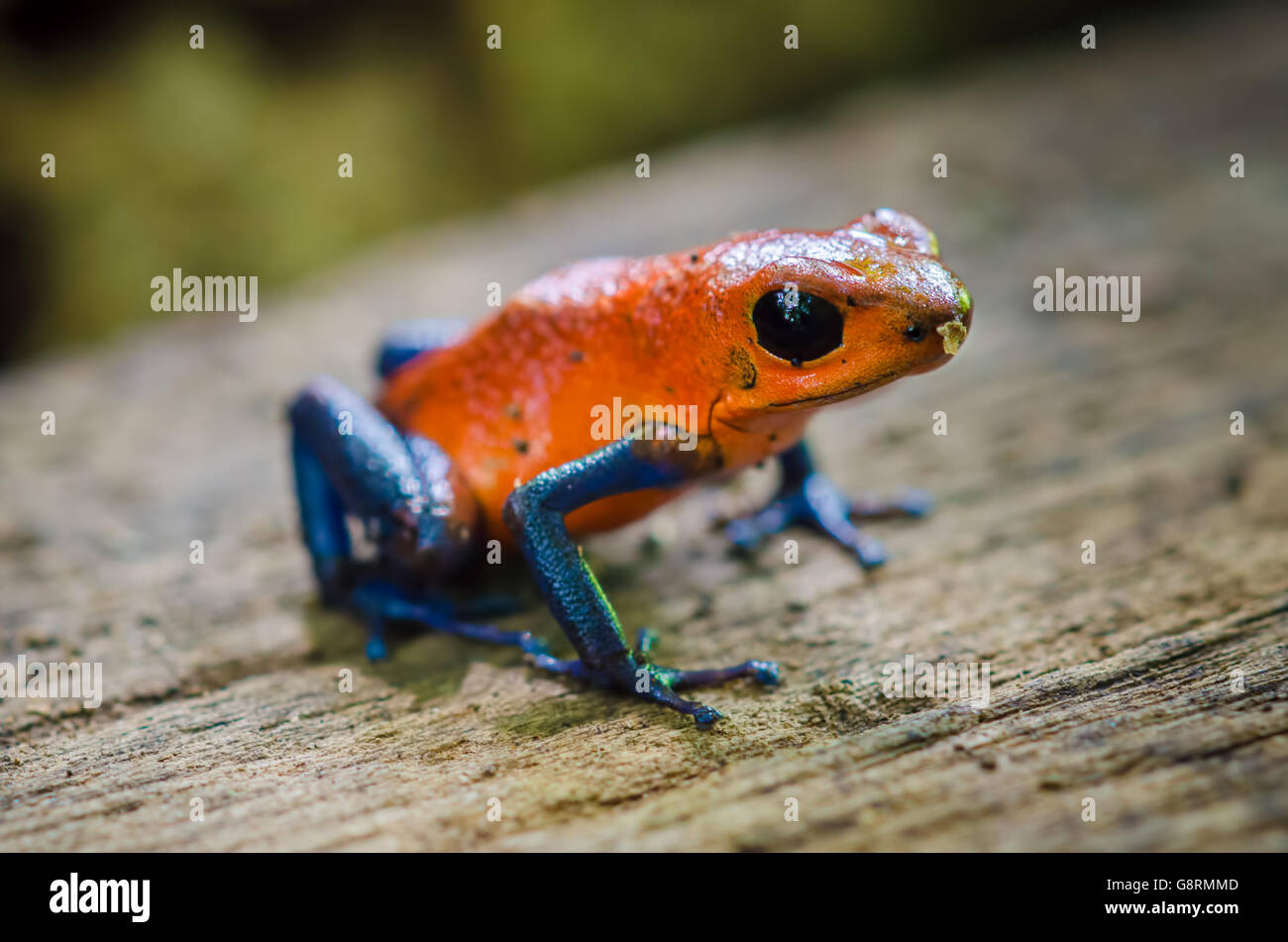 Strawberry Poison Dart Frog Eating