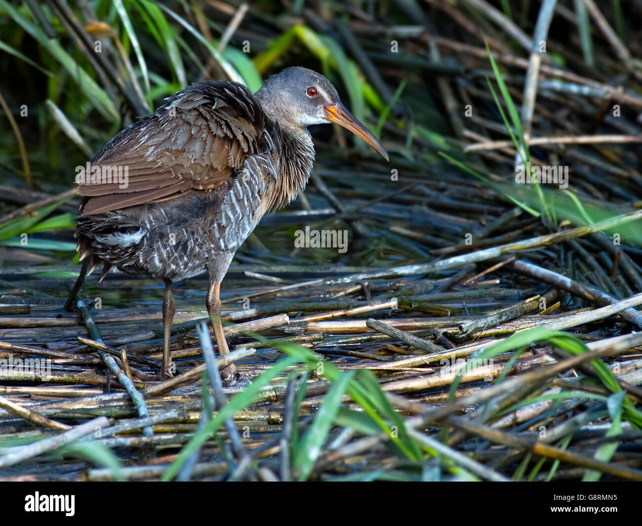 Clapper Rail in Marsh Stock Photo - Alamy