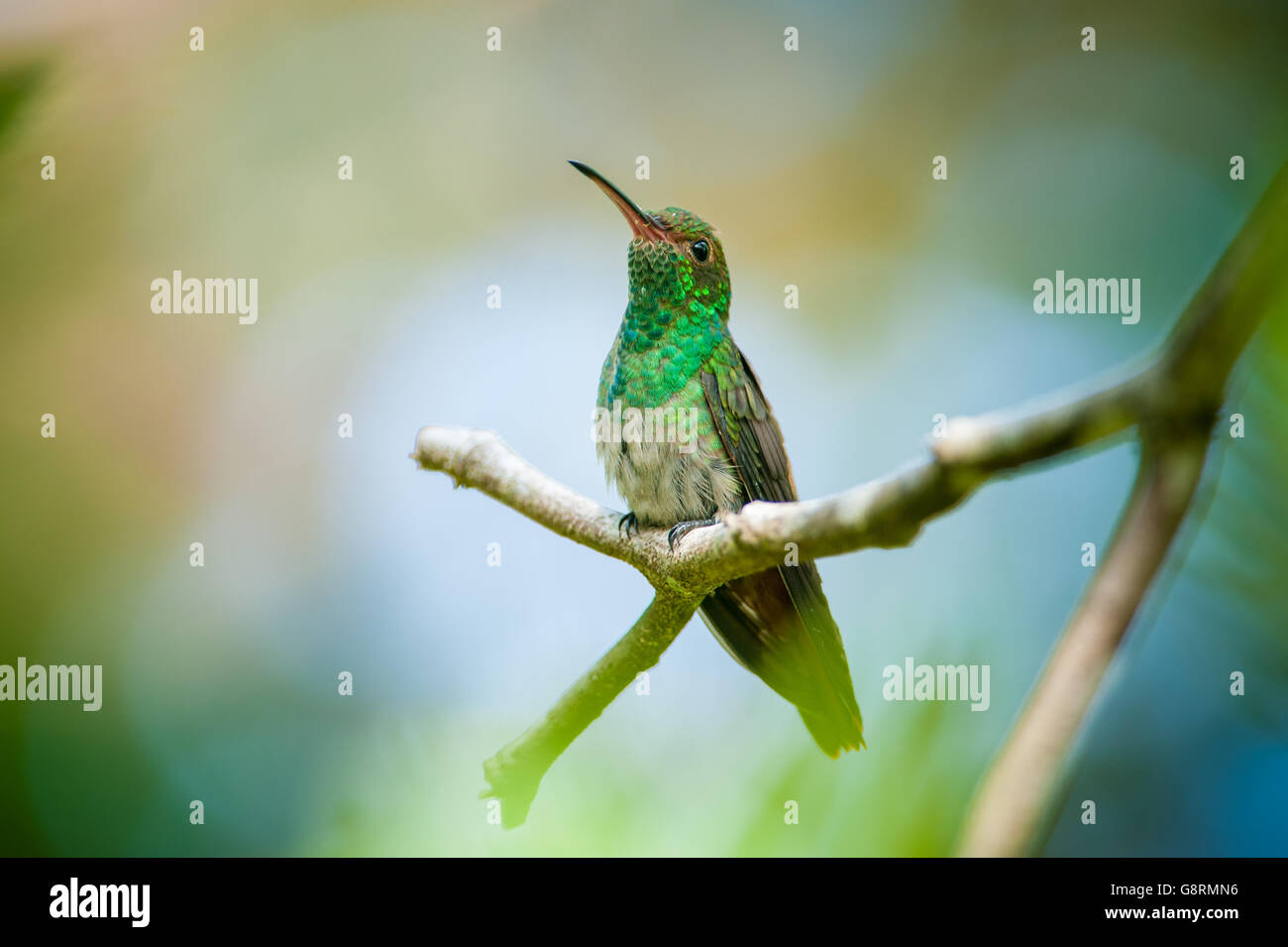 Rufous tailed hummingbird hi-res stock photography and images - Alamy