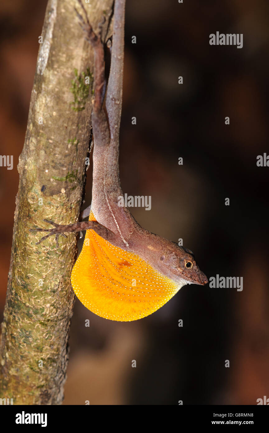 Many-scaled Anole (Norops polylepis) showing dewlap, Corcovado National ...