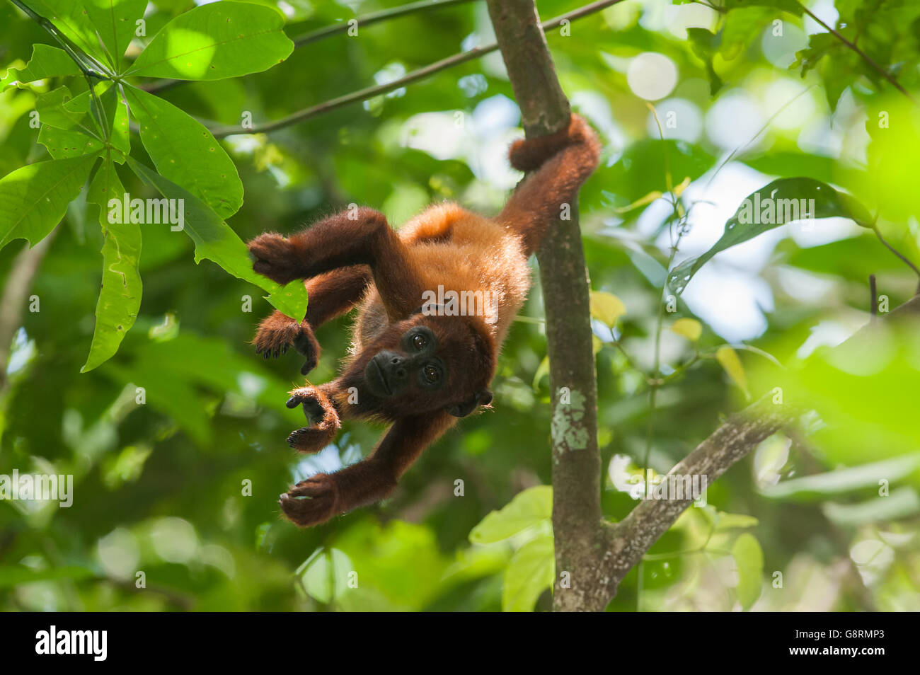 Amazon peru monkey hi-res stock photography and images - Alamy