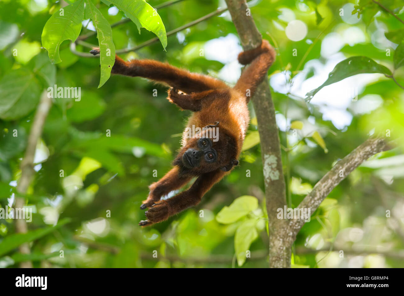 Red howler monkey peru hi-res stock photography and images - Alamy