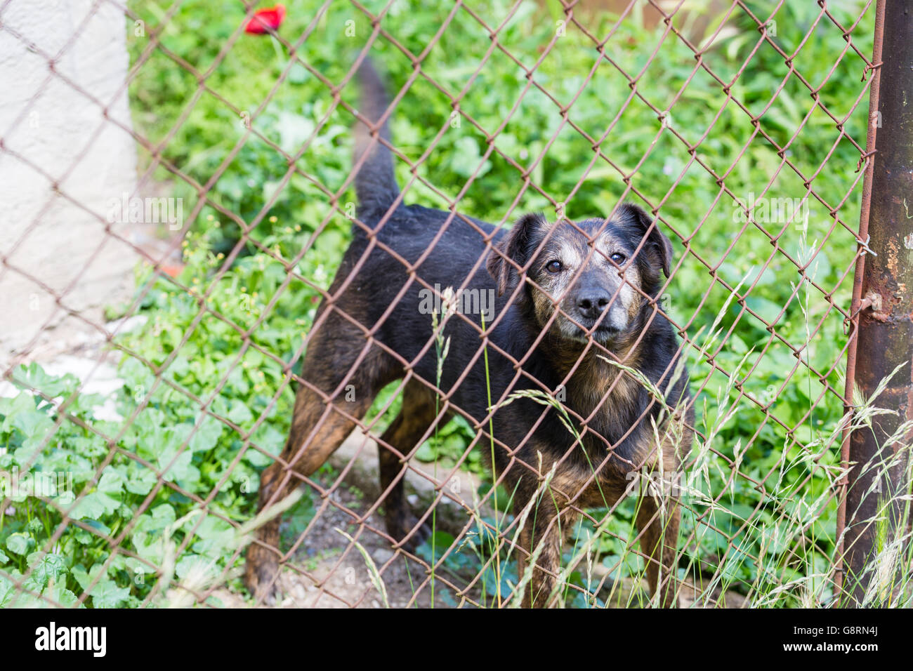 Dog behind fence Stock Photo - Alamy