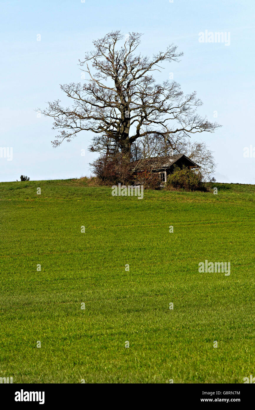 Hut under tree hi-res stock photography and images - Alamy