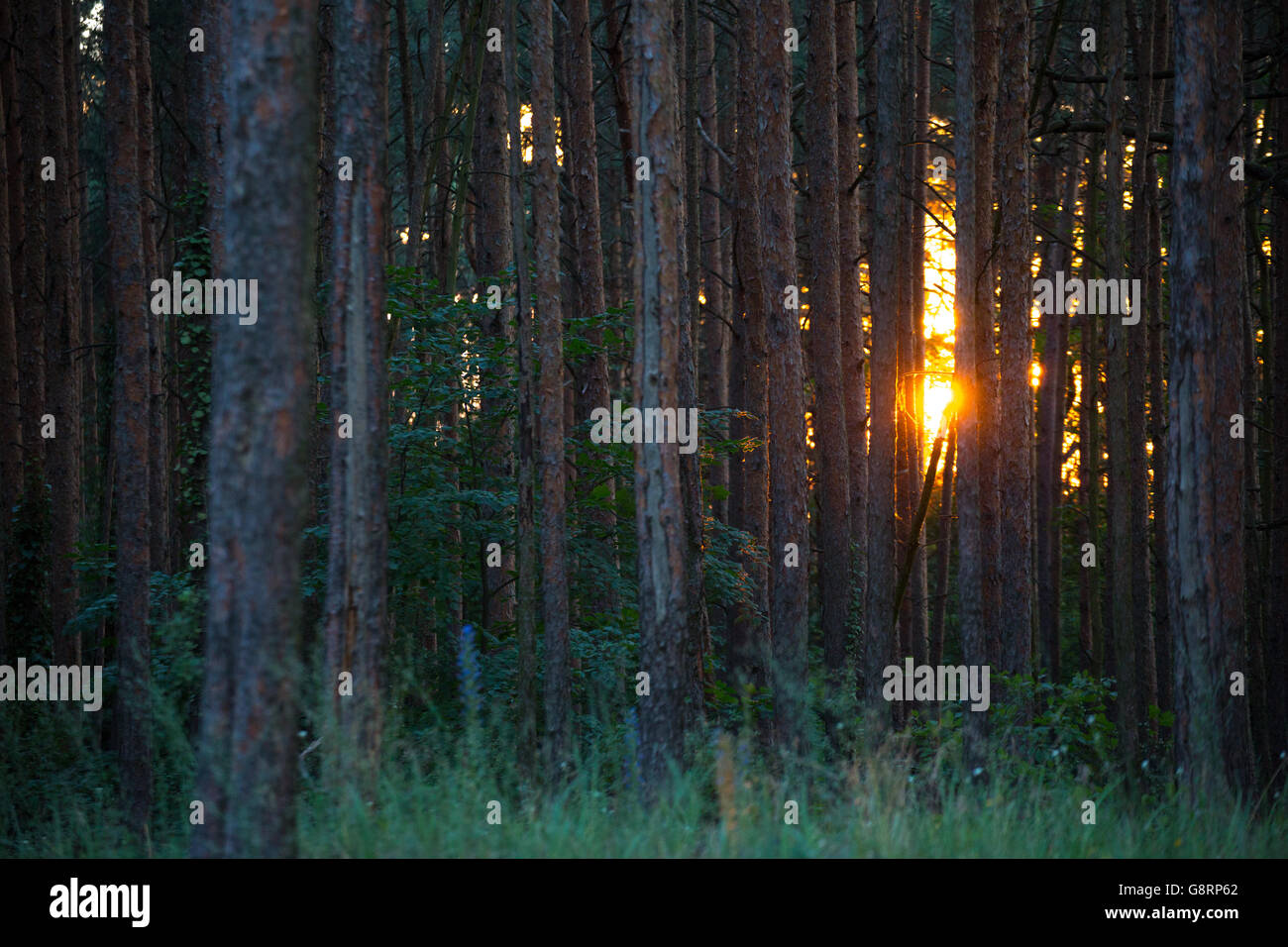 Finland forest hi-res stock photography and images - Alamy