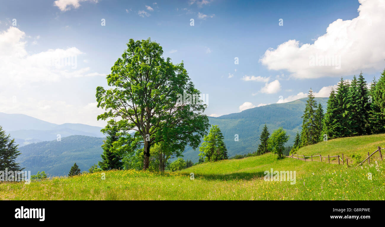Big green tree standing on grass meadow in mountains Stock Photo - Alamy