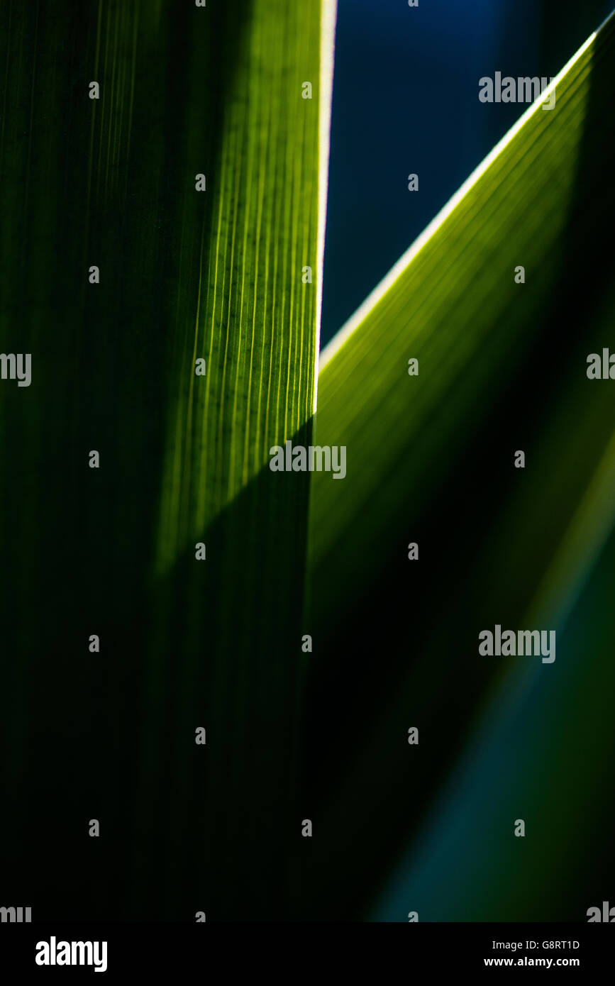 Tranquil scene flora foliage growth green hi-res stock photography and ...