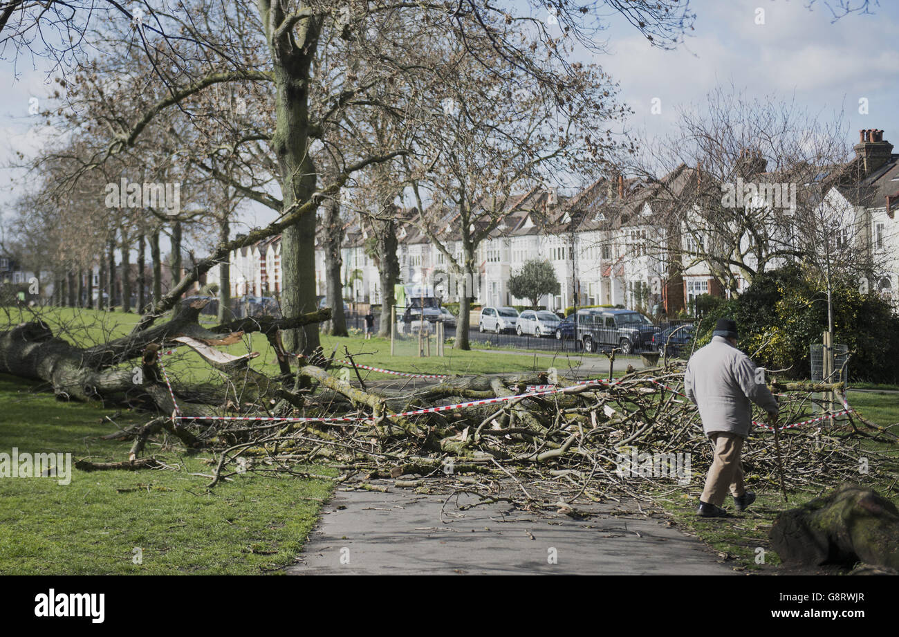 Tree blown over hi-res stock photography and images - Alamy