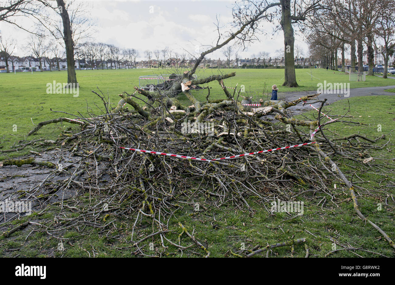 Tree blown over hi-res stock photography and images - Alamy