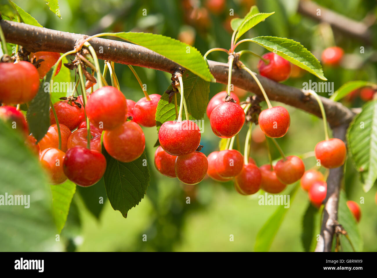 Ripe cherries growing on a tree among the foliage Stock Photo - Alamy