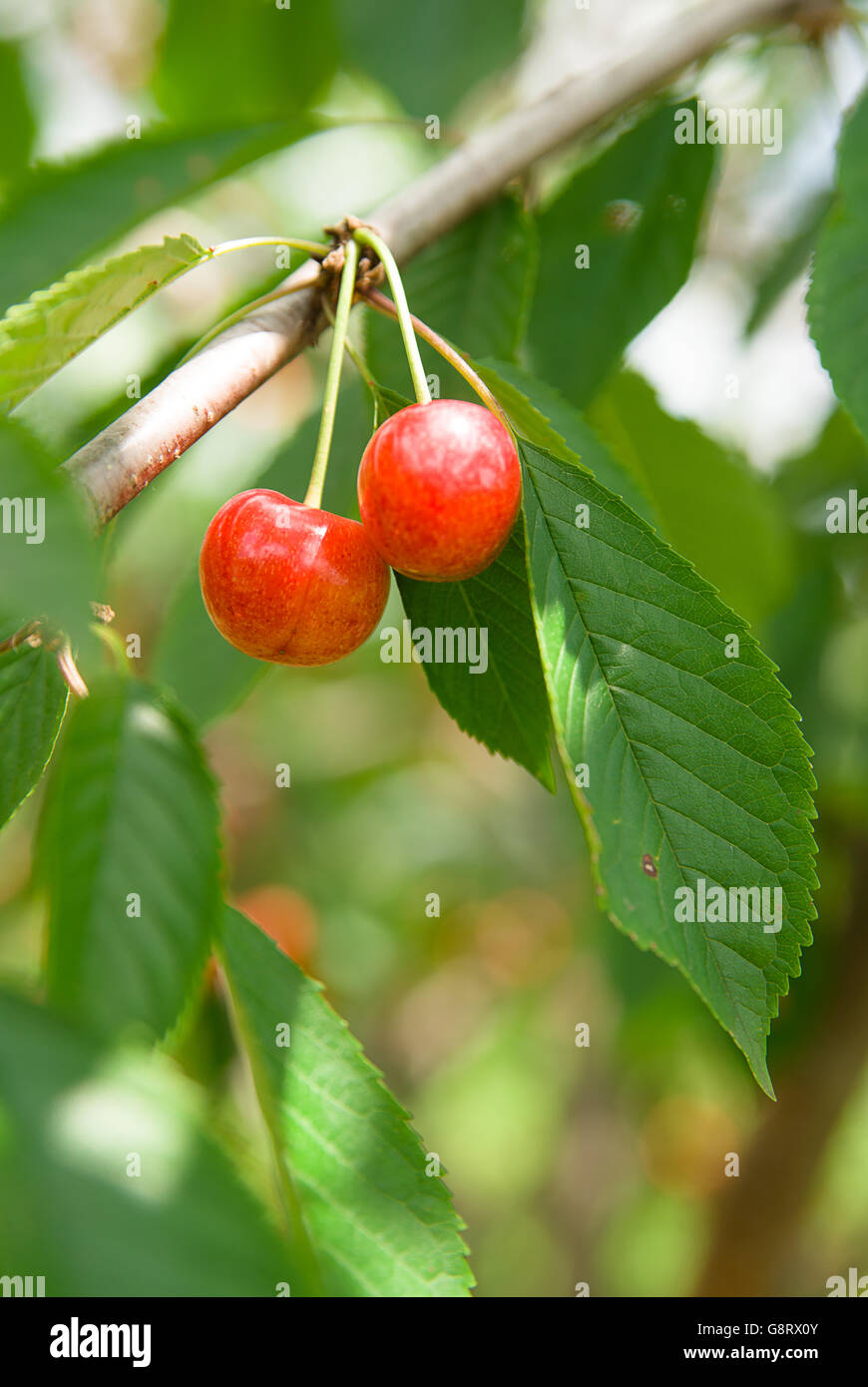 Ripe cherries growing on a tree among the foliage Stock Photo - Alamy
