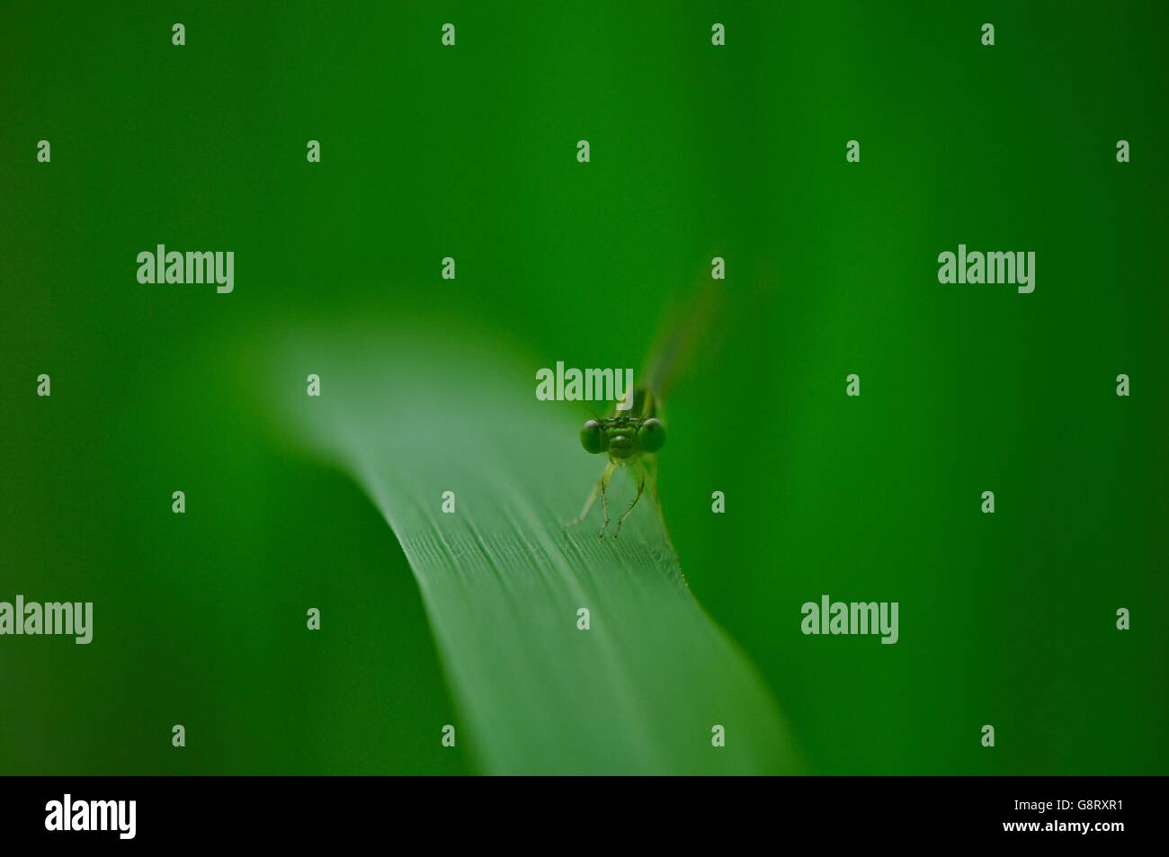 Hide and hook hi-res stock photography and images - Alamy