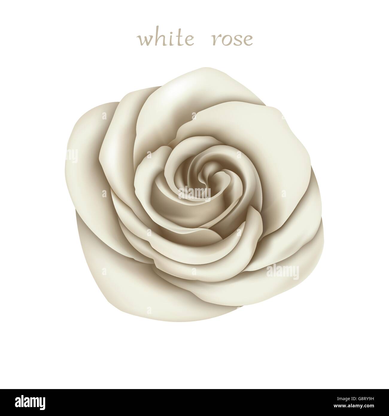 White garden rose Stock Vector Images - Alamy