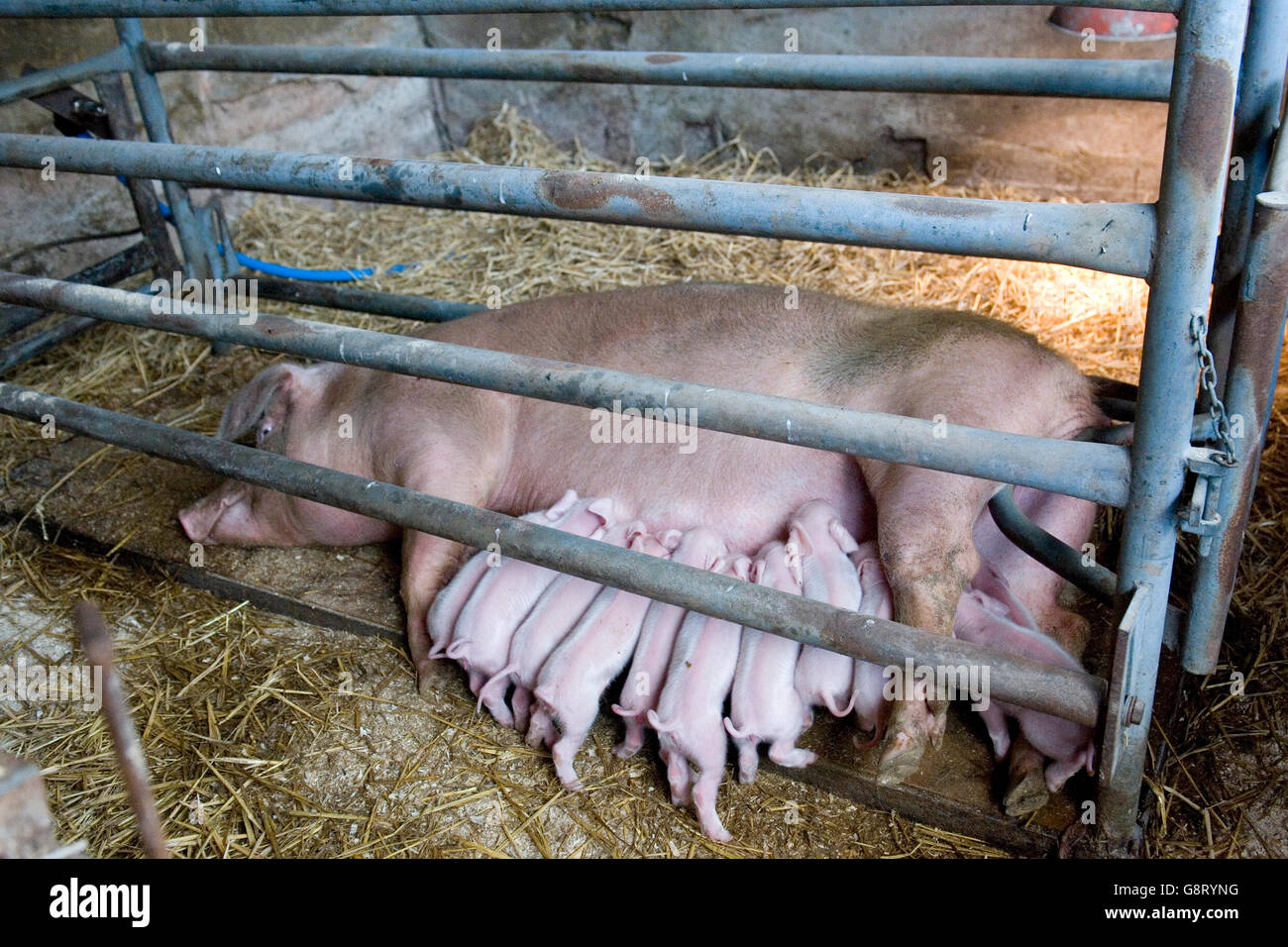 Intensive farming pigs hi-res stock photography and images - Alamy