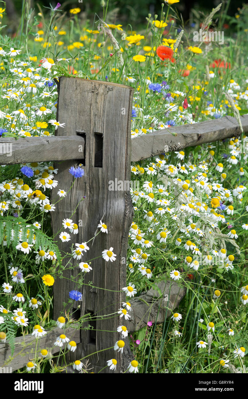 Old Split rail fence or log fence surrounded by wildflowers in the ...