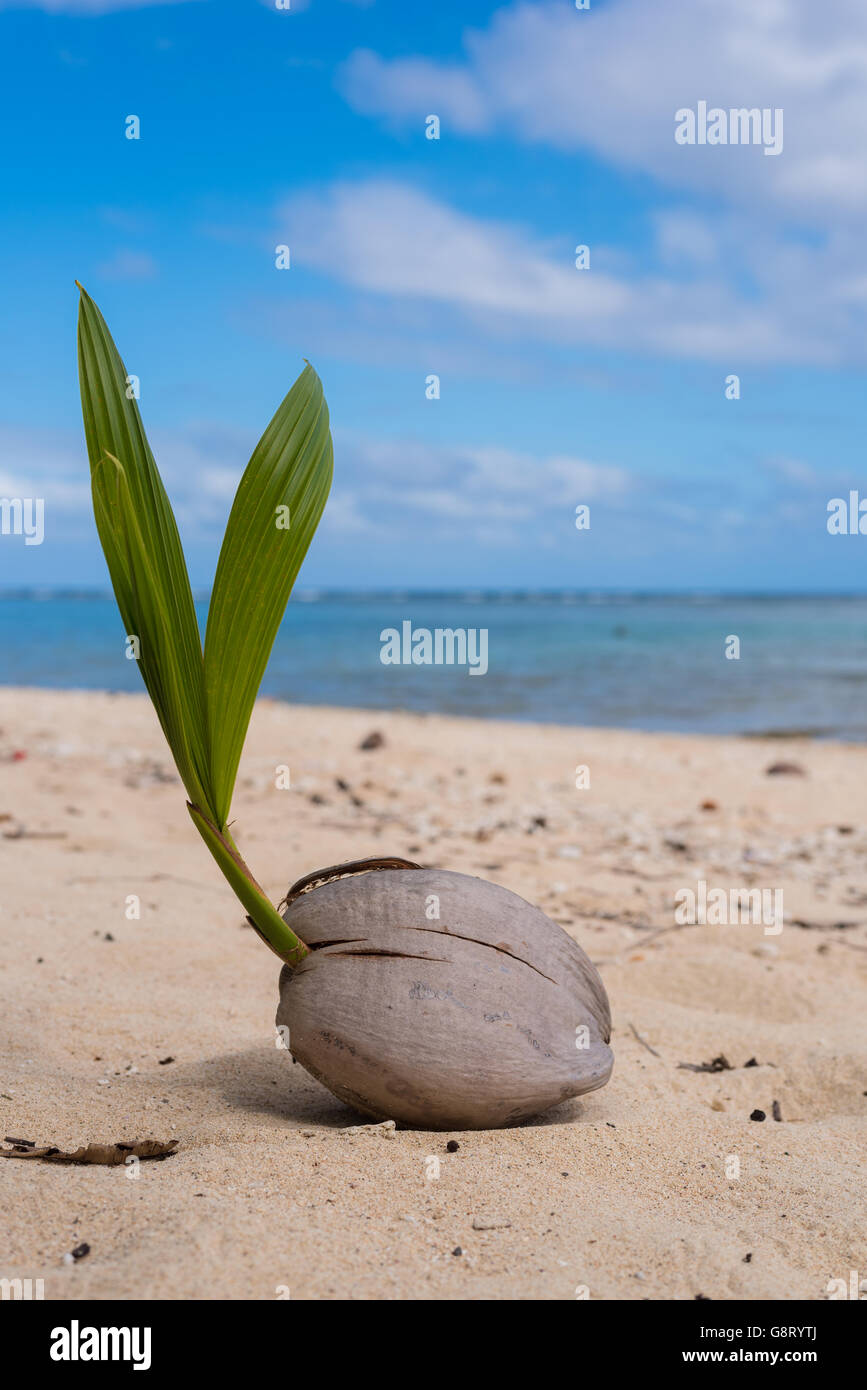 Coconut beach sprouting on a tropical beach Stock Photo - Alamy