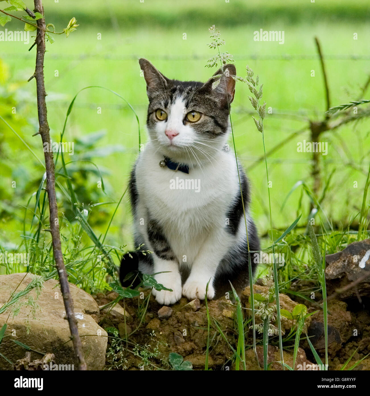 Full body of cat hi-res stock photography and images - Alamy