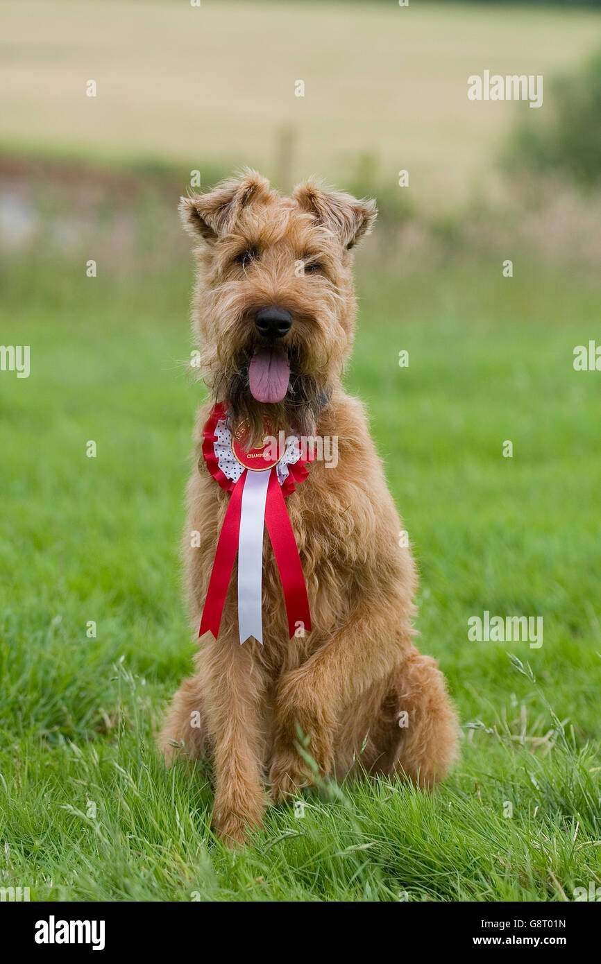 winning dog at a show Stock Photo - Alamy