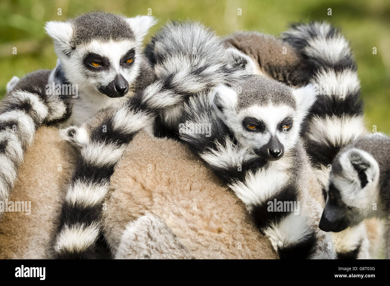 Rare twin ring-tailed lemurs born at Bristol Zoo. Ring-tailed lemurs ...