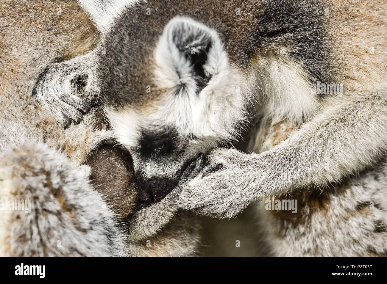 Two tailed animals hi-res stock photography and images - Alamy