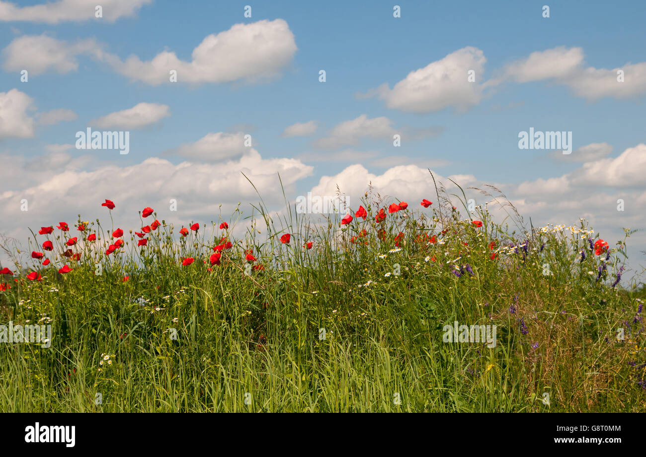 a close up flower poppy Stock Photo - Alamy