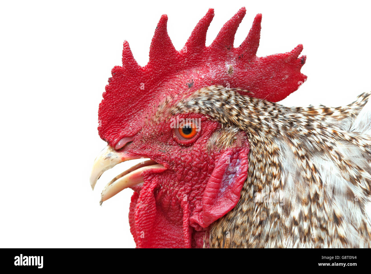 Plymouth rock Rooster isolated on white Stock Photo - Alamy