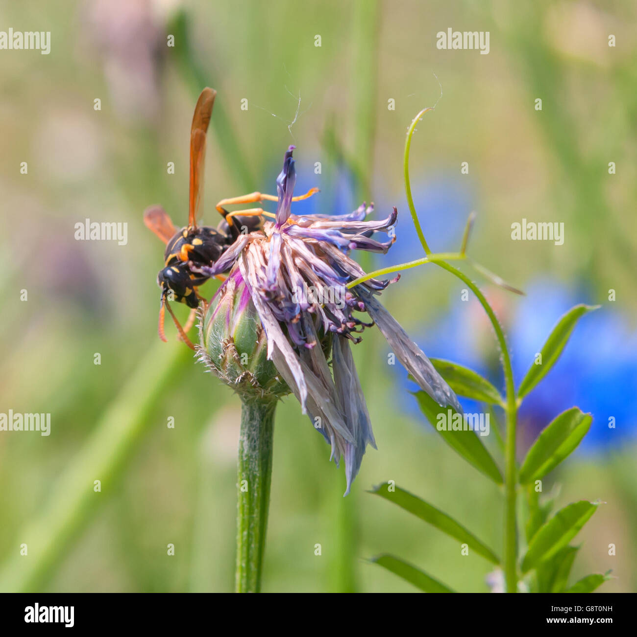 Desert wasp hi-res stock photography and images - Alamy