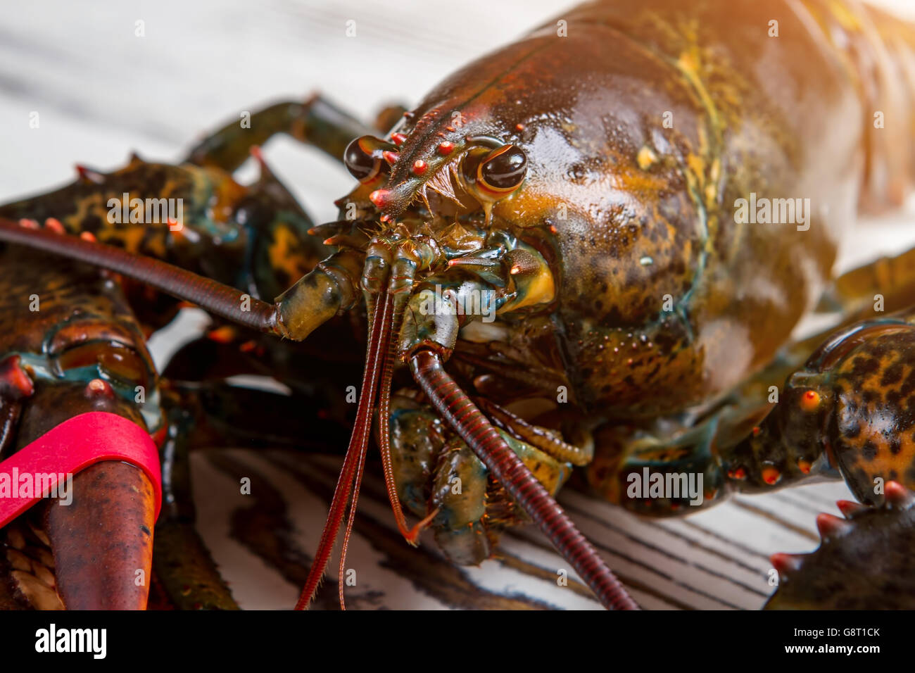 Lobster head hi-res stock photography and images - Alamy