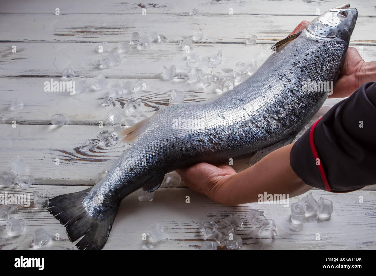 Man's hands hold big fish Stock Photo - Alamy