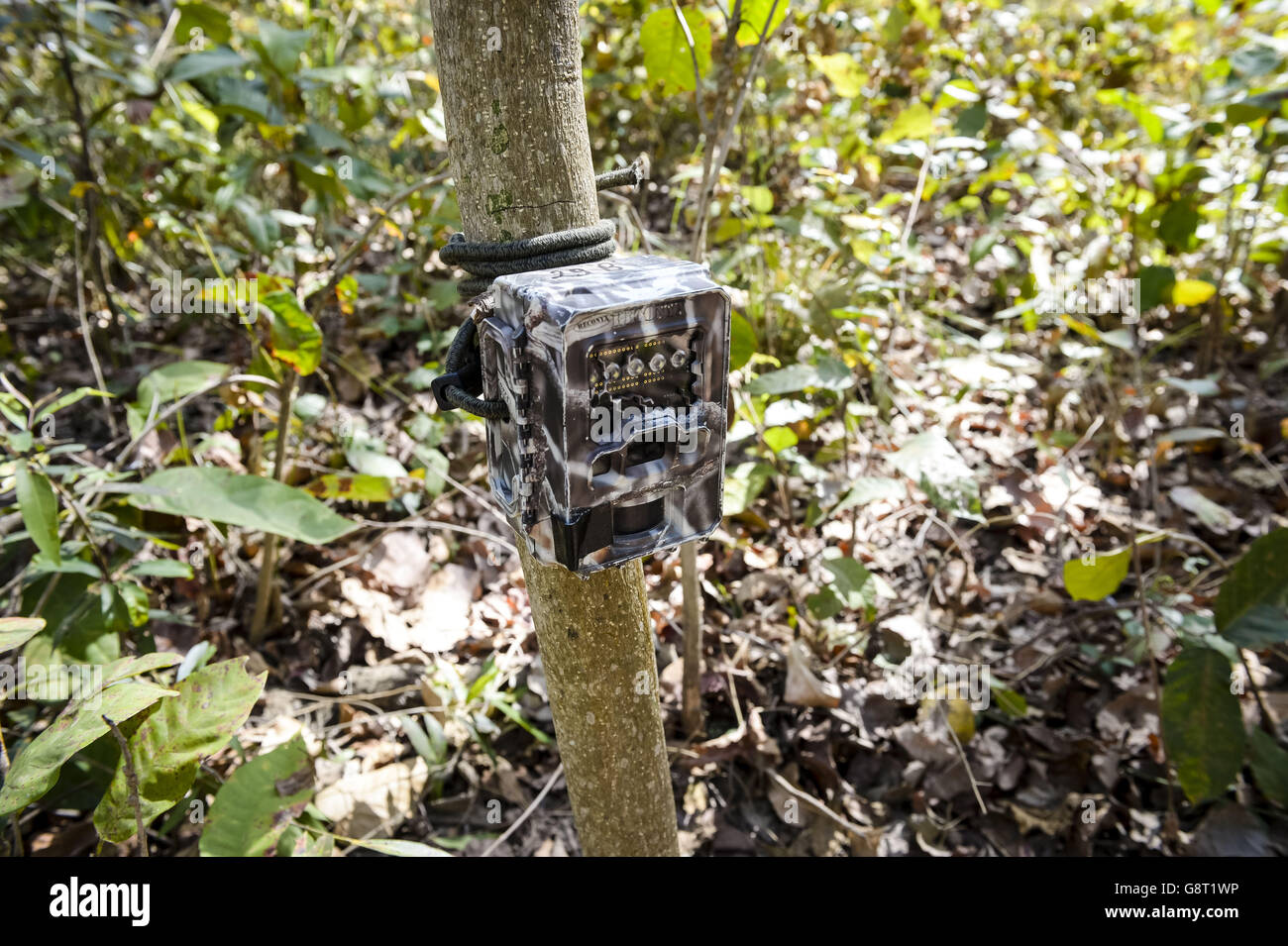 Tiger trap hi-res stock photography and images - Alamy