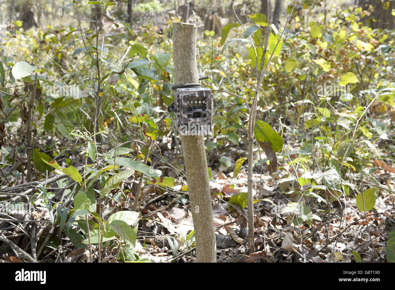 A tiger camera trap at the Bardia National Park, Nepal, which ...