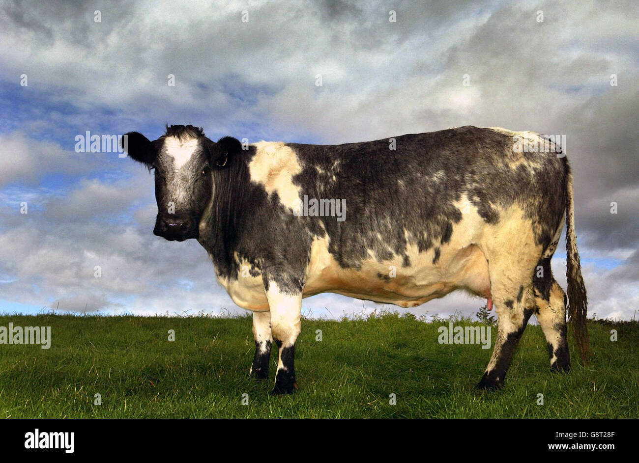 Meatstck hi-res stock photography and images - Alamy