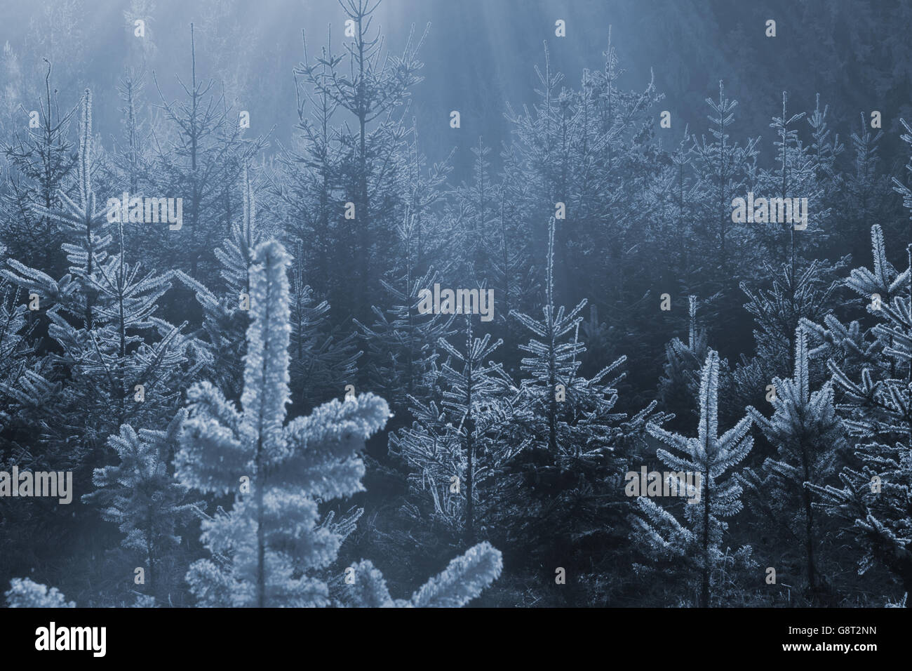 New winter fir trees in a blue tone, where the frozen edge is shining ...